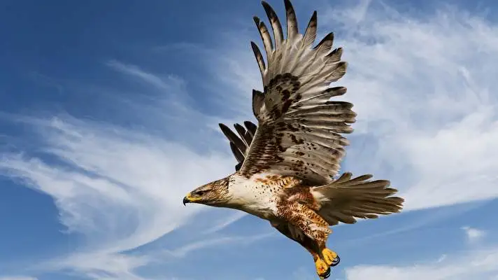 Eagle theme for Windows 11