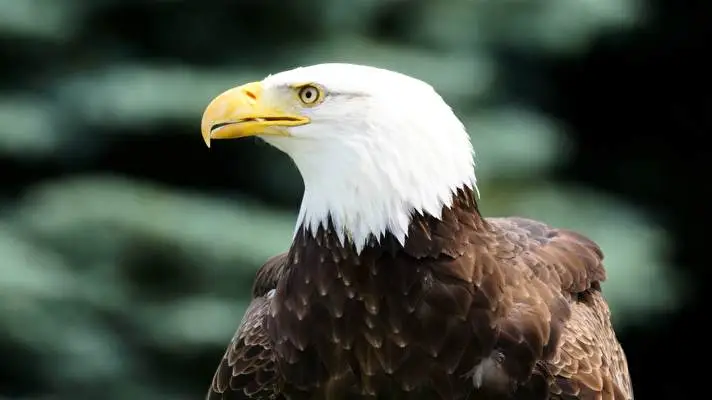Eagle theme for Windows 11