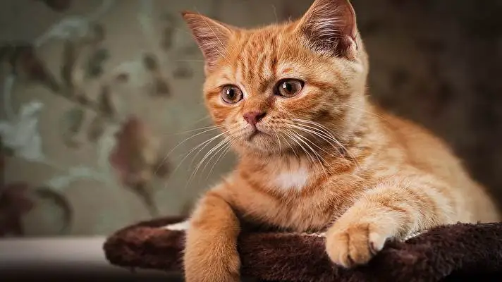 Kitten theme for Windows 11